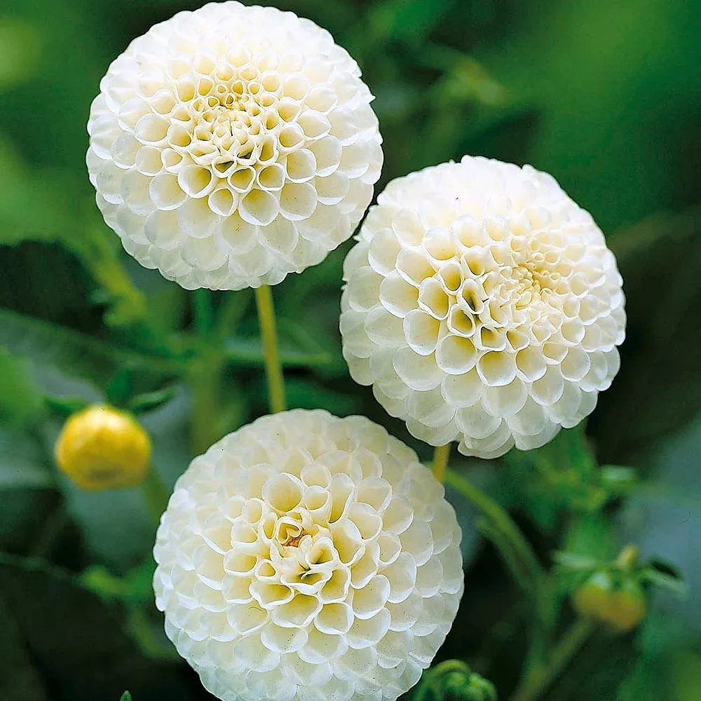 Dahlia Pompon 'Snowflake' - Prémium Hófehér Pompon
