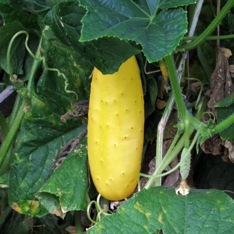 Gele Tros Sárga uborka BIO (Cucumis sativus) - Enkertem